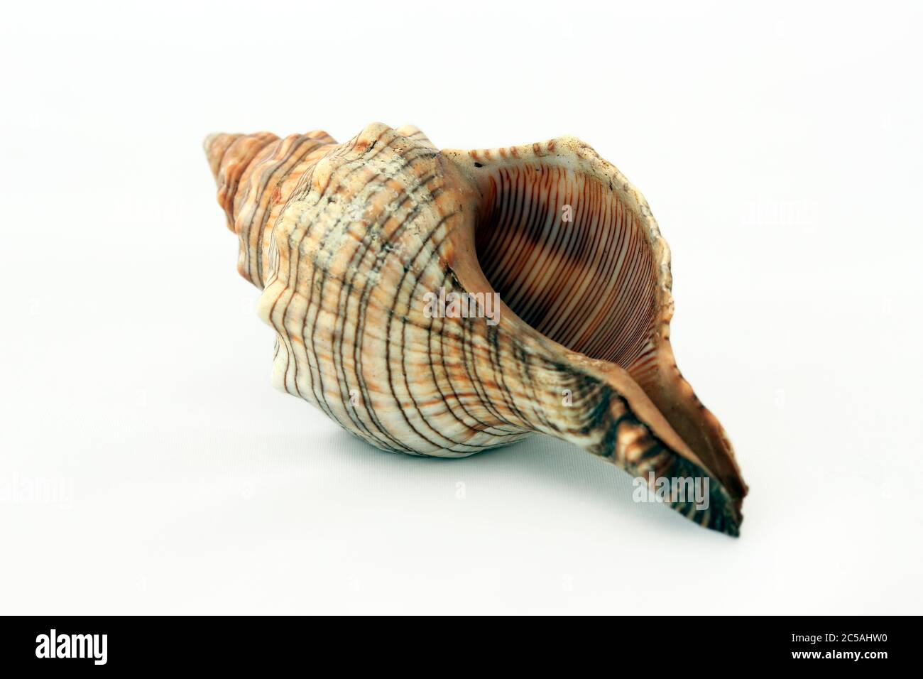 Empty shell casing Cut Out Stock Images & Pictures - Alamy