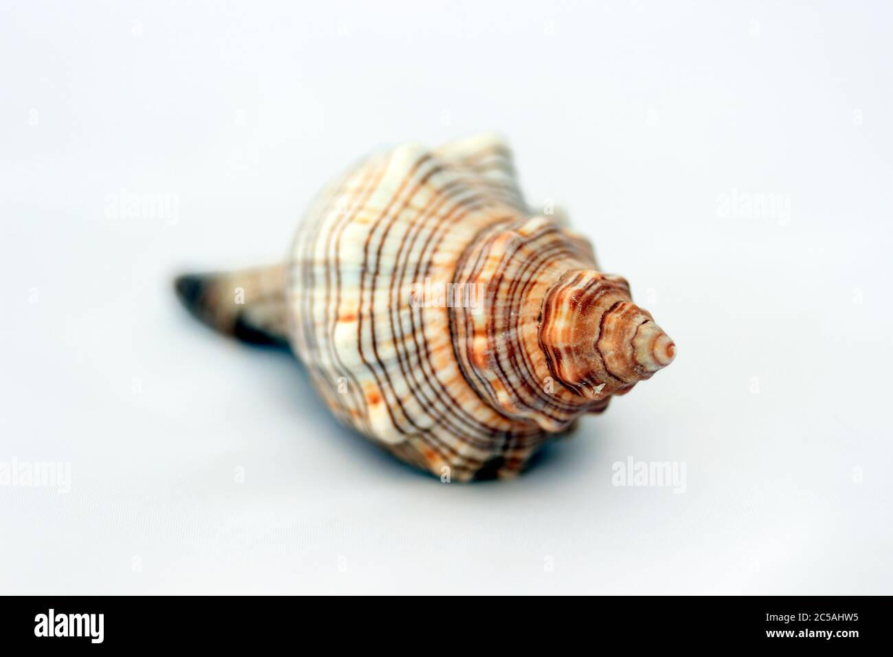 Seashell washed out hi-res stock photography and images - Alamy