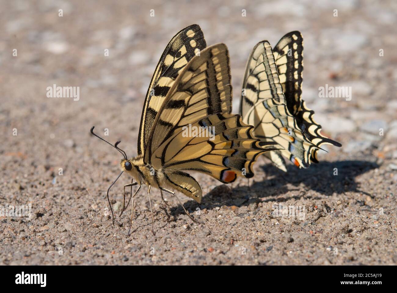 The Old World swallowtail (Papilio machaon Stock Photo - Alamy
