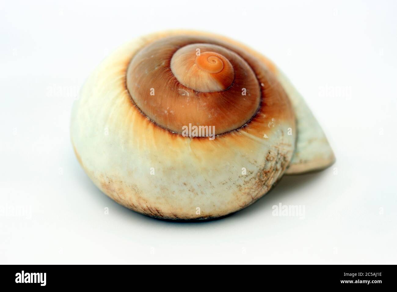 Shell Casing Cut Out Stock Images And Pictures Alamy