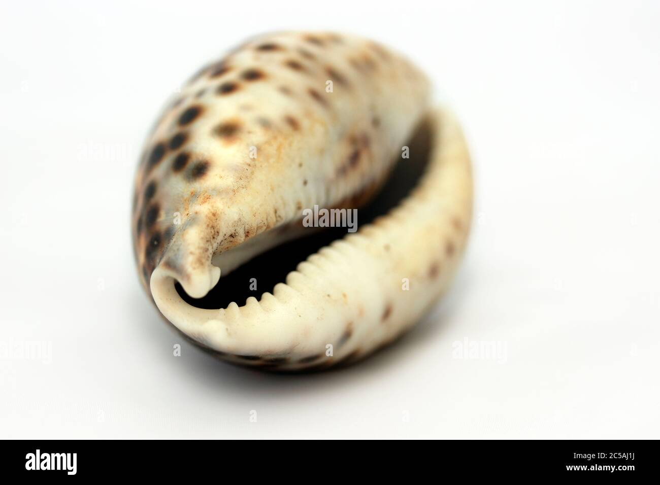 Seashell washed out hi-res stock photography and images - Alamy