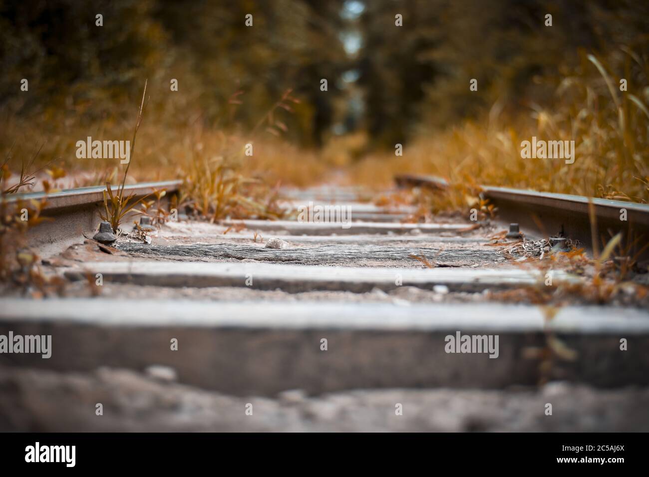 Unending train track lined with grasses and trees Stock Photo - Alamy