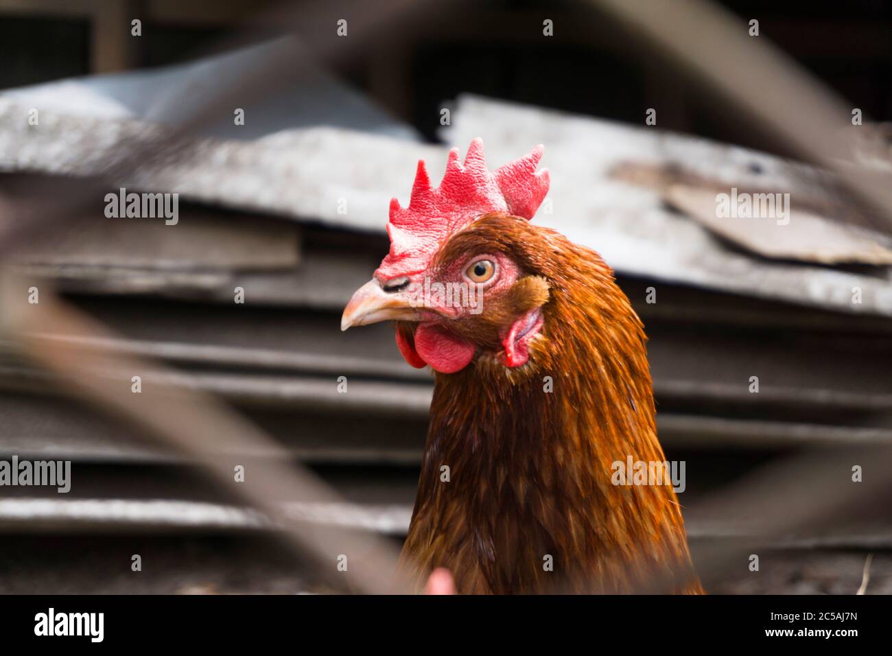 Chicken portrait. Close up of hen face on pasture. Beautiful animal ...