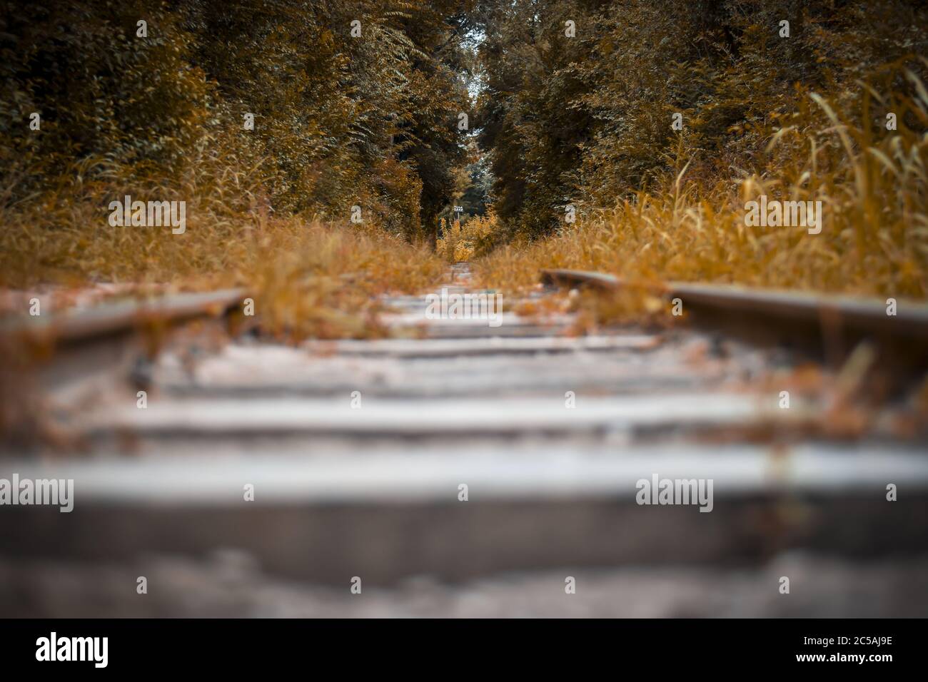 Unending train track lined with grasses and trees Stock Photo - Alamy