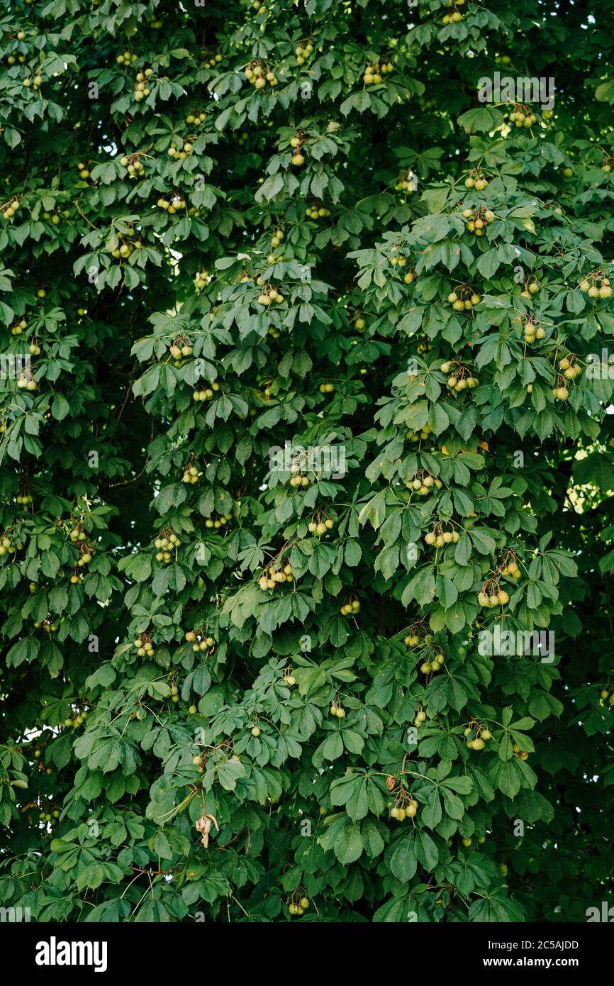 The fruit of horse chestnut on the branches of the tree - ball-shaped ...