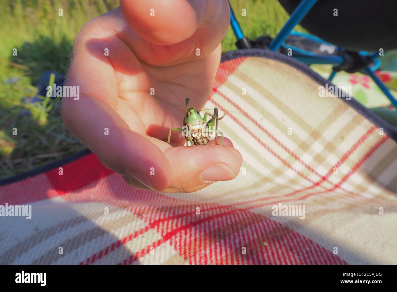 Closeup shot of a green locust on a human hand Stock Photo - Alamy