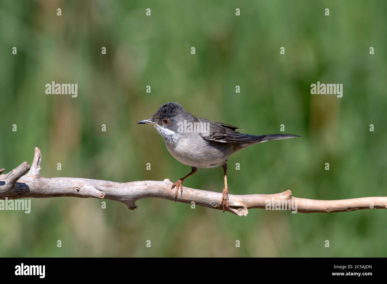 Cute bird. Natural background. Bird: Ruppell's Warbler. Sylvia ...