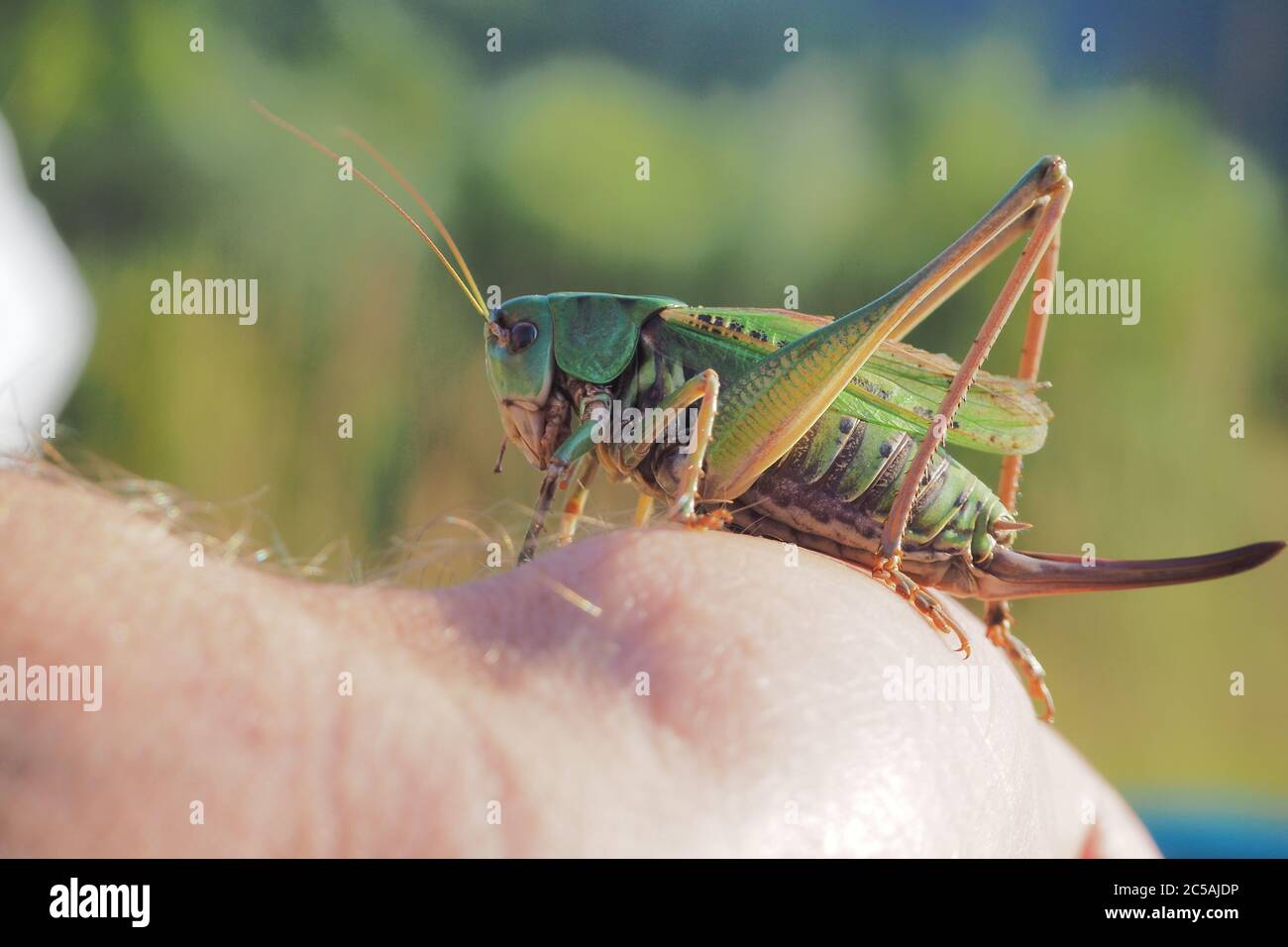 Green grasshopper on finger hi-res stock photography and images - Alamy
