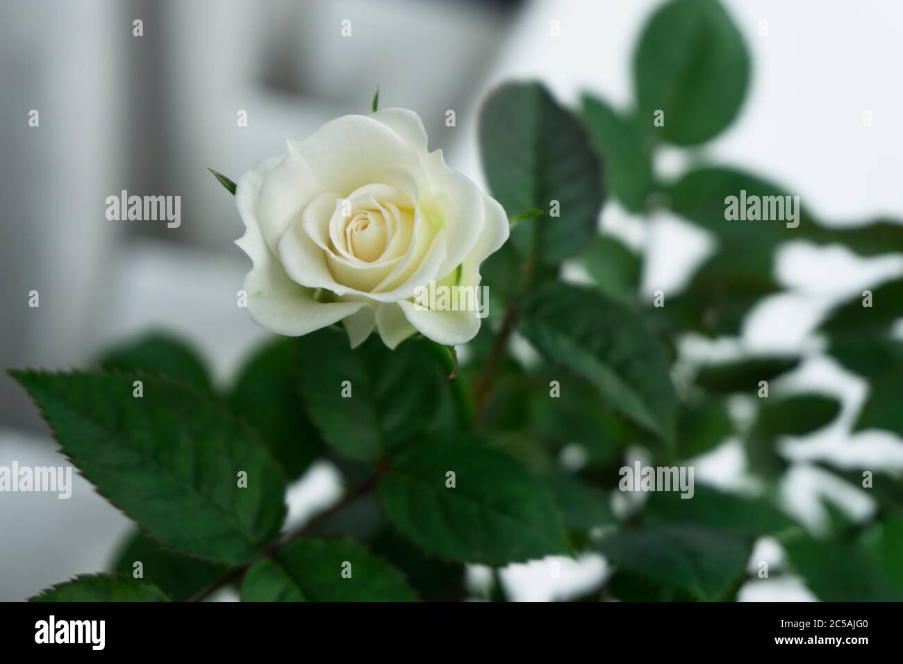 Miniature rose gift hi-res stock photography and images - Alamy