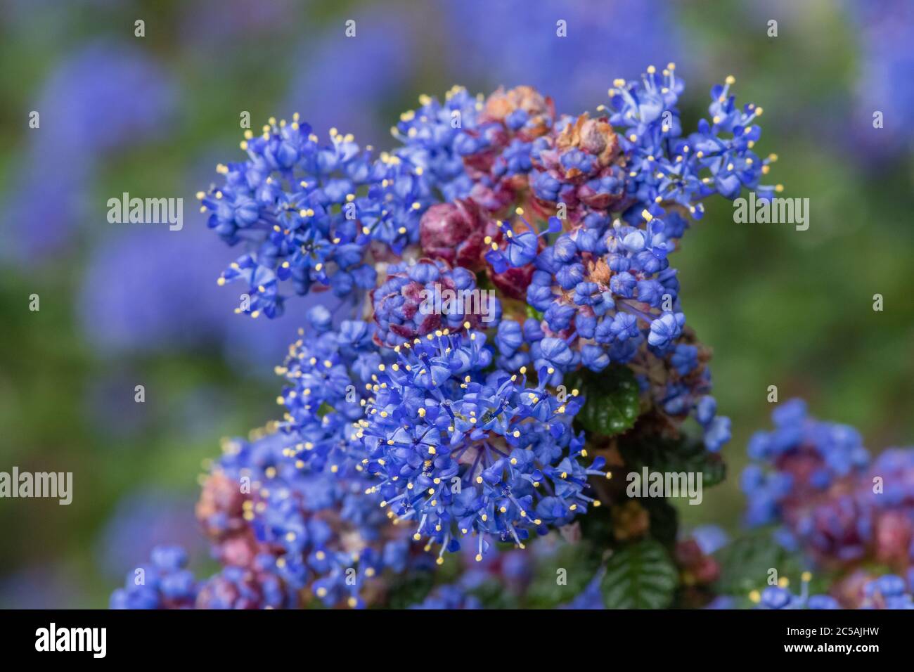 Close up of flowers on a California lilac (ceanothus) plant Stock Photo ...