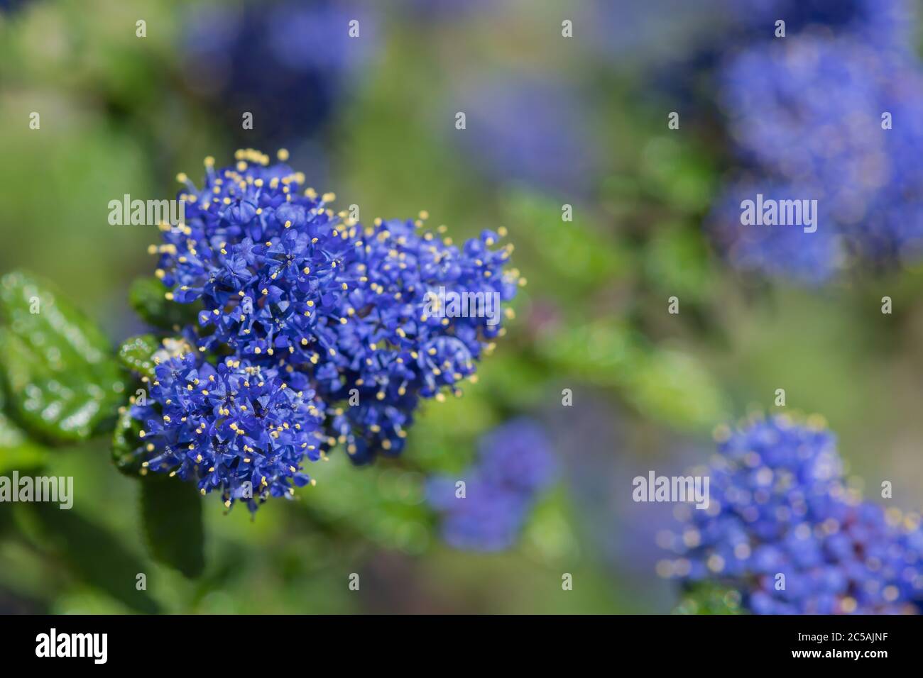 Close up of flowers on a California lilac (ceanothus) plant Stock Photo ...