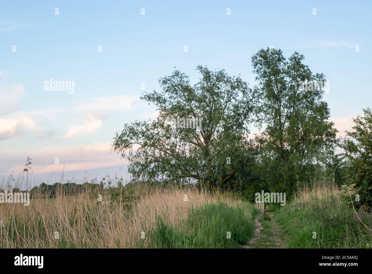 A Path in a Dutch meadow landscape in the Ooijpolder in Gelderland ...