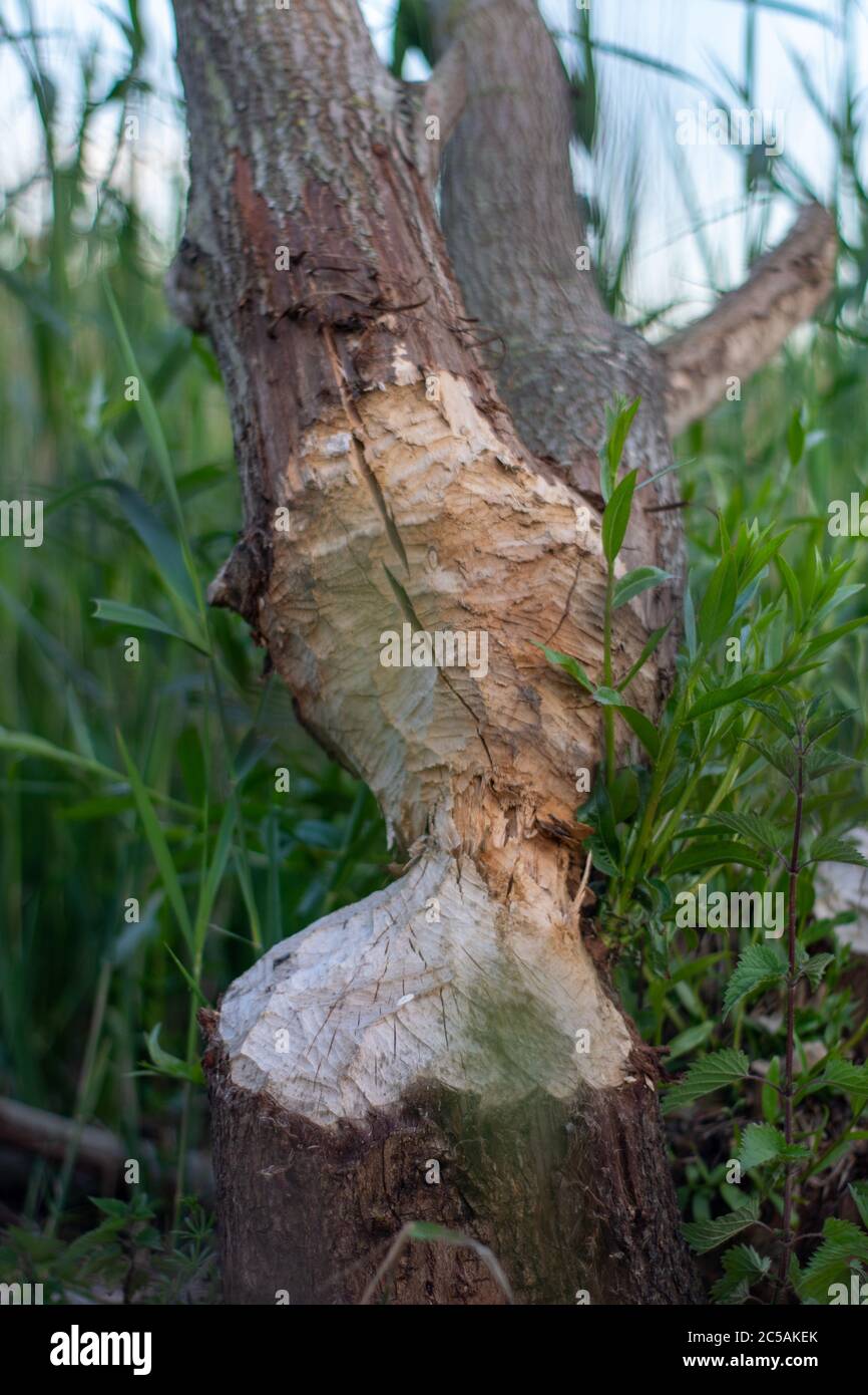 Beavers building a dam in a river in the middle of forest. Macro shot ...
