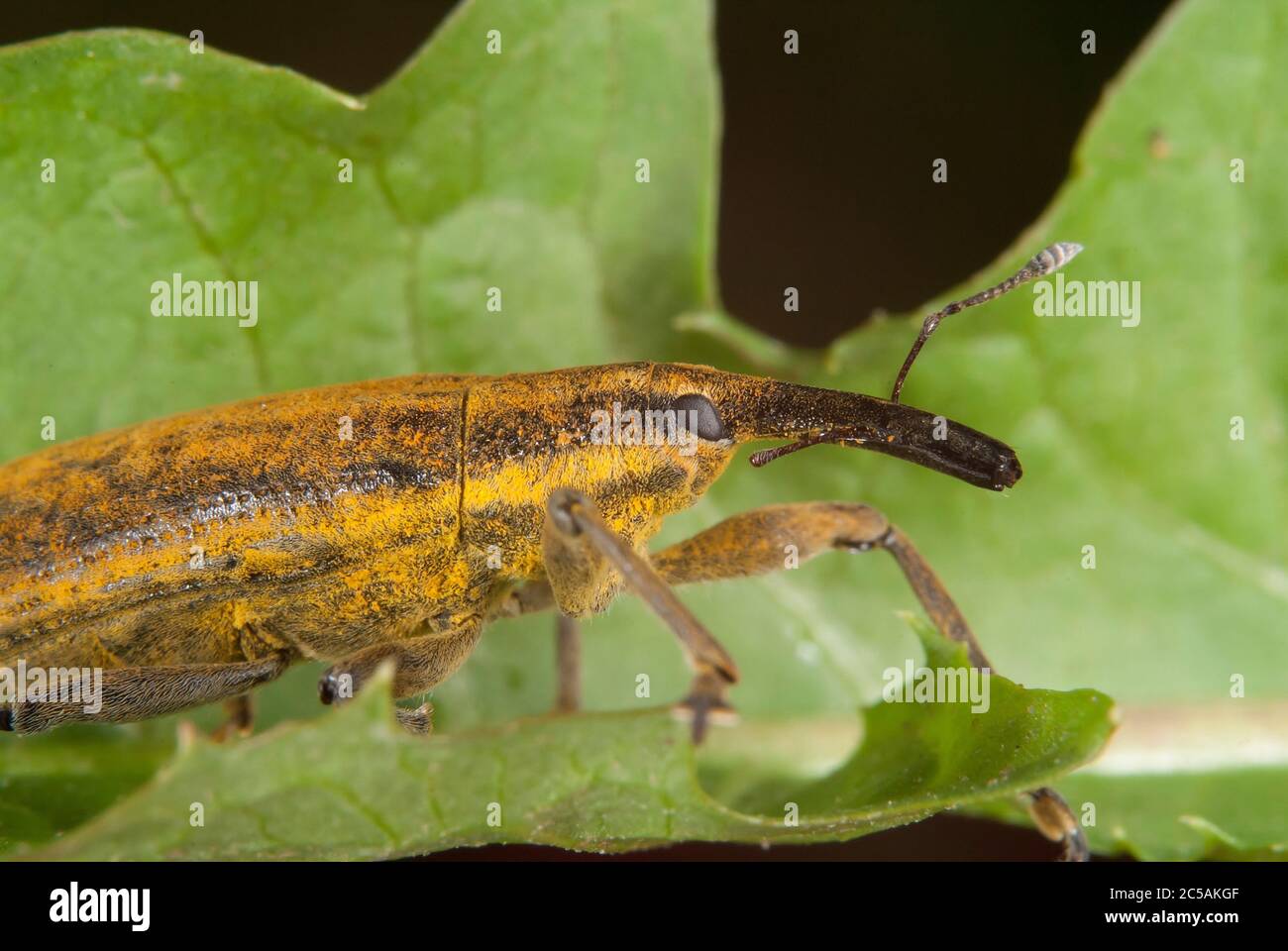 Yellow weevil hi-res stock photography and images - Alamy