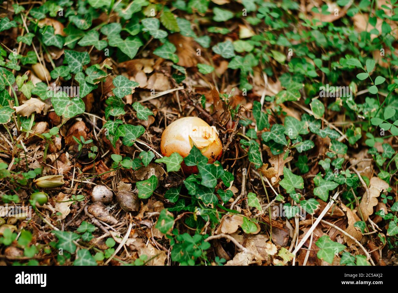 Caesar mushroom - Amanita caesarea in the grass in the autumn forest ...