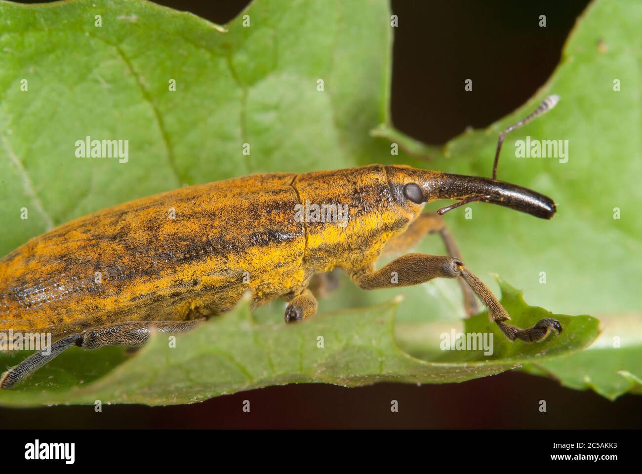 Yellow weevil hi-res stock photography and images - Alamy