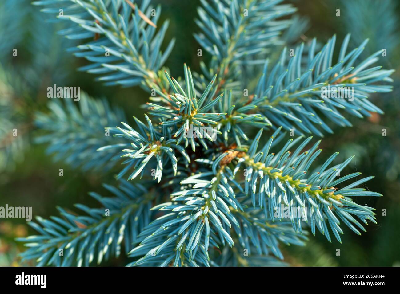 Spruce hedge hi-res stock photography and images - Alamy
