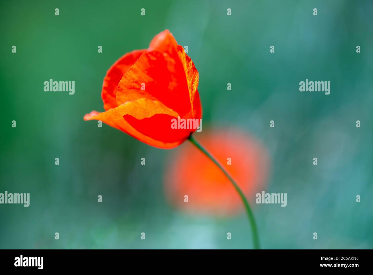 Wild poppy flower blooming on a summer meadow Stock Photo - Alamy