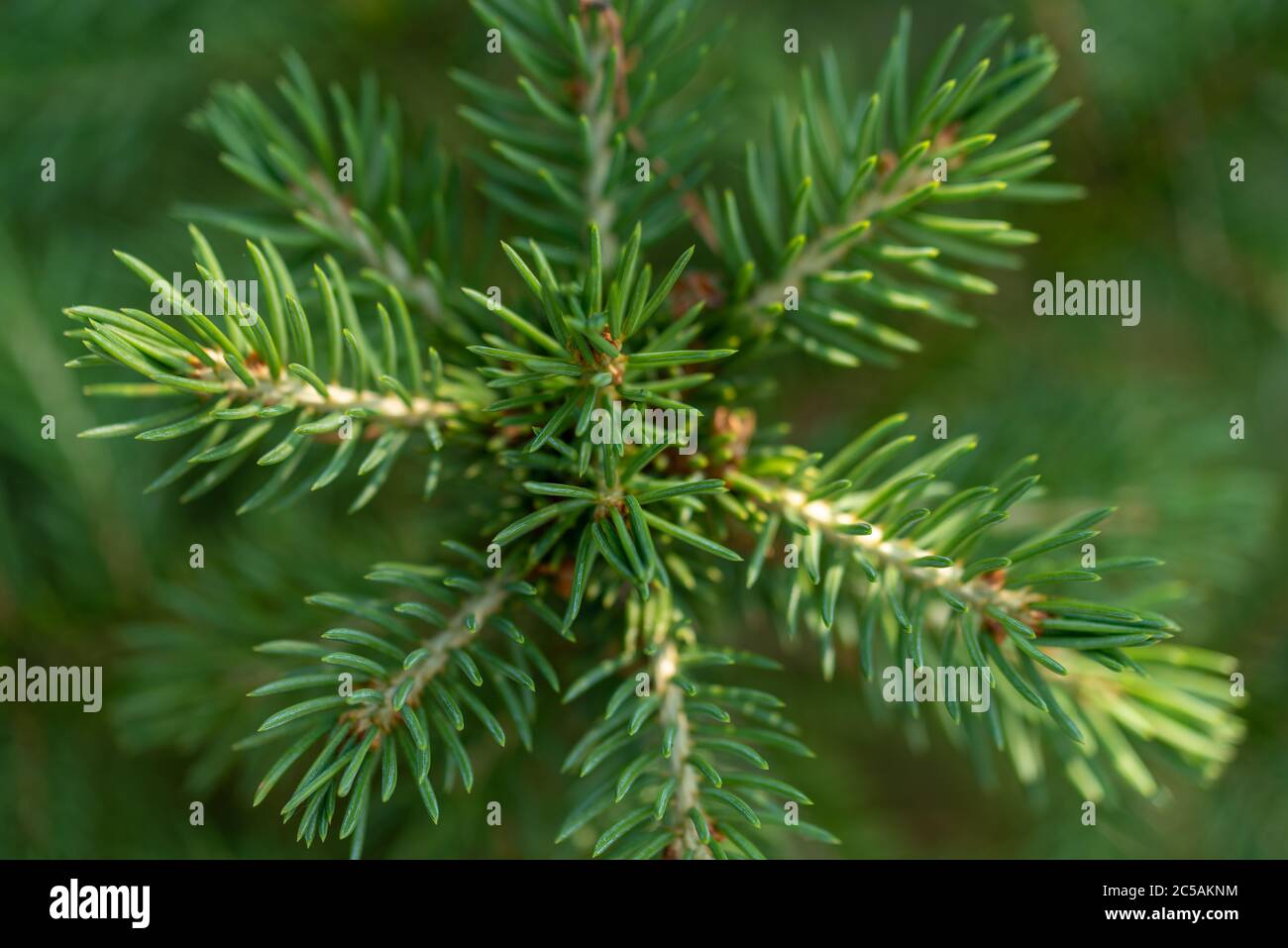 Spruce hedge hi-res stock photography and images - Alamy