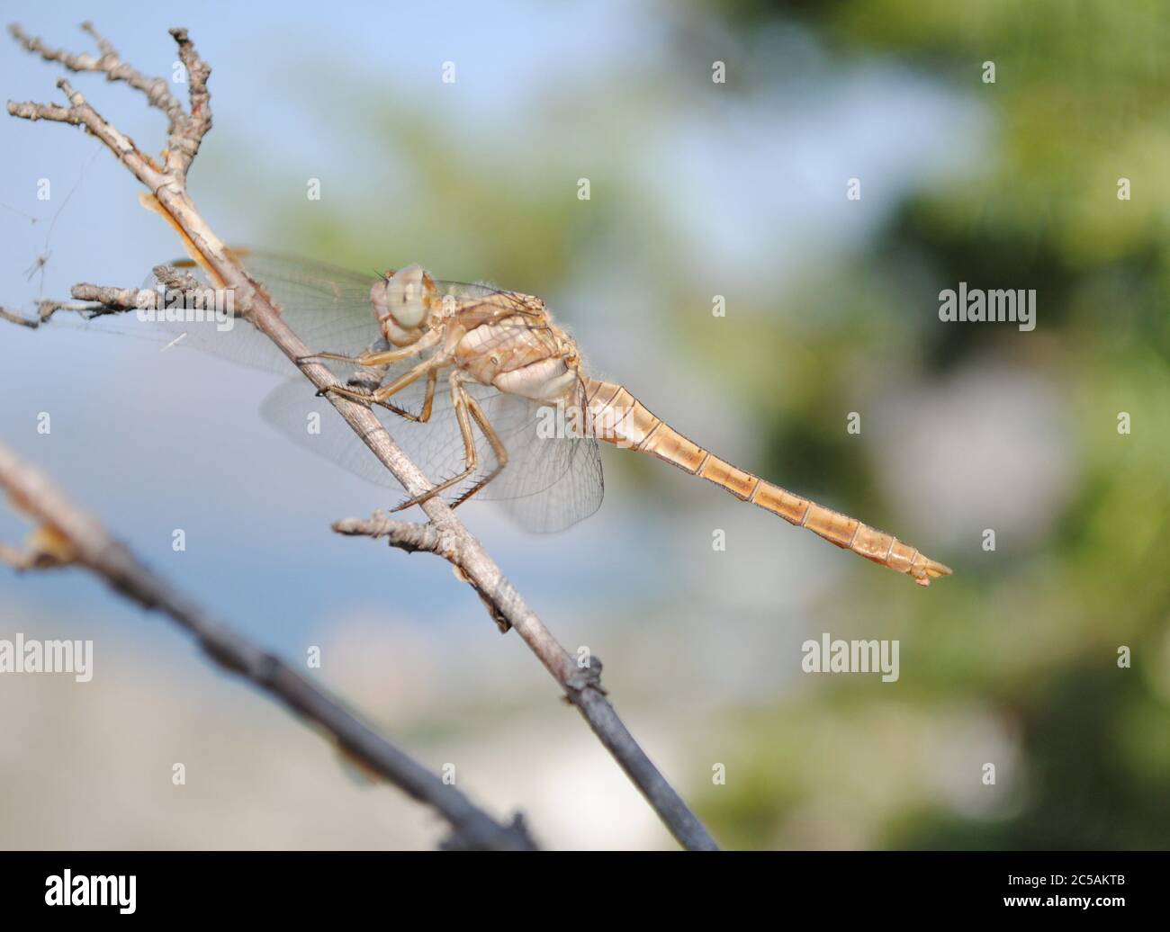 The Southern skimmer (Orthetrum brunneum Stock Photo - Alamy