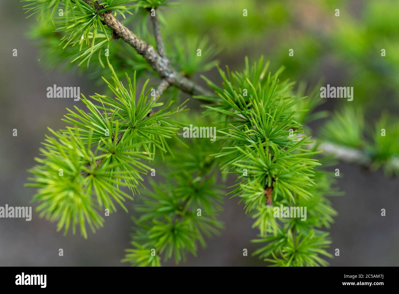 Young pine tree and larch tree hi-res stock photography and images - Alamy