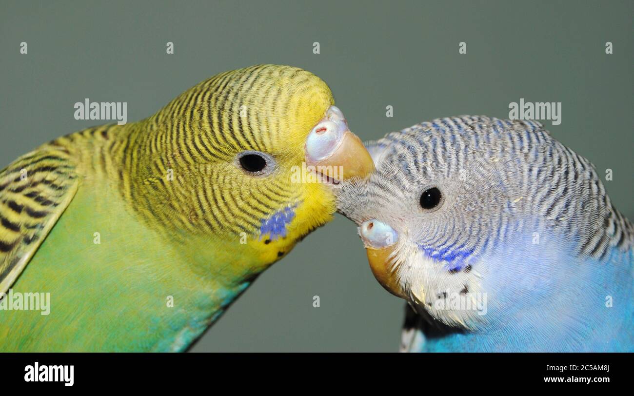Beautiful budgerigar melopsittacus undulatus hi-res stock photography ...