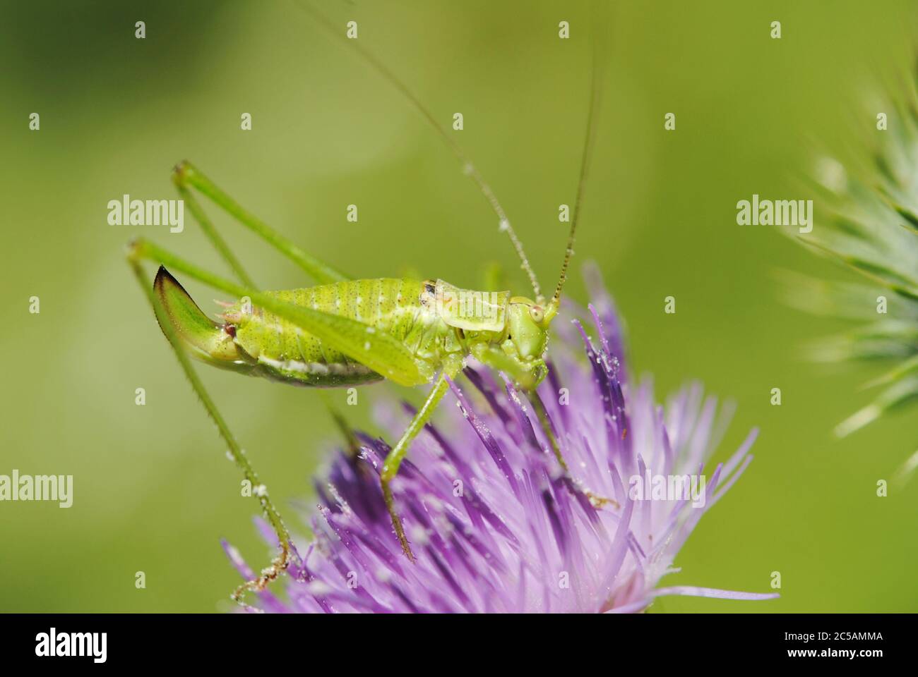 The Bush cricket Stock Photo - Alamy