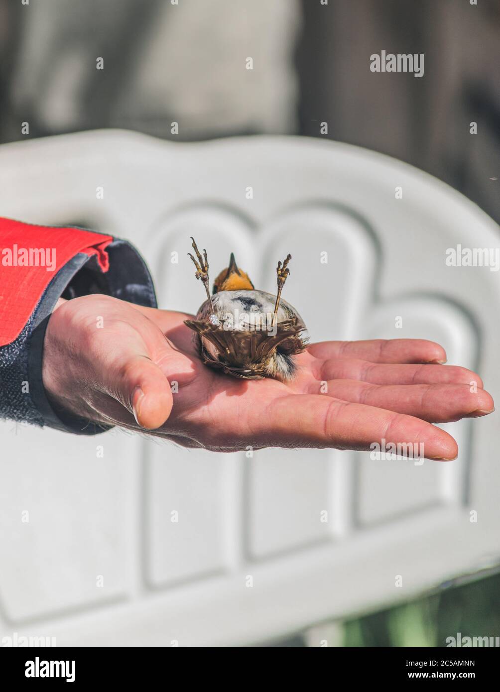 Vertical shot of a dead bird lying on its back its legs up on the palm ...