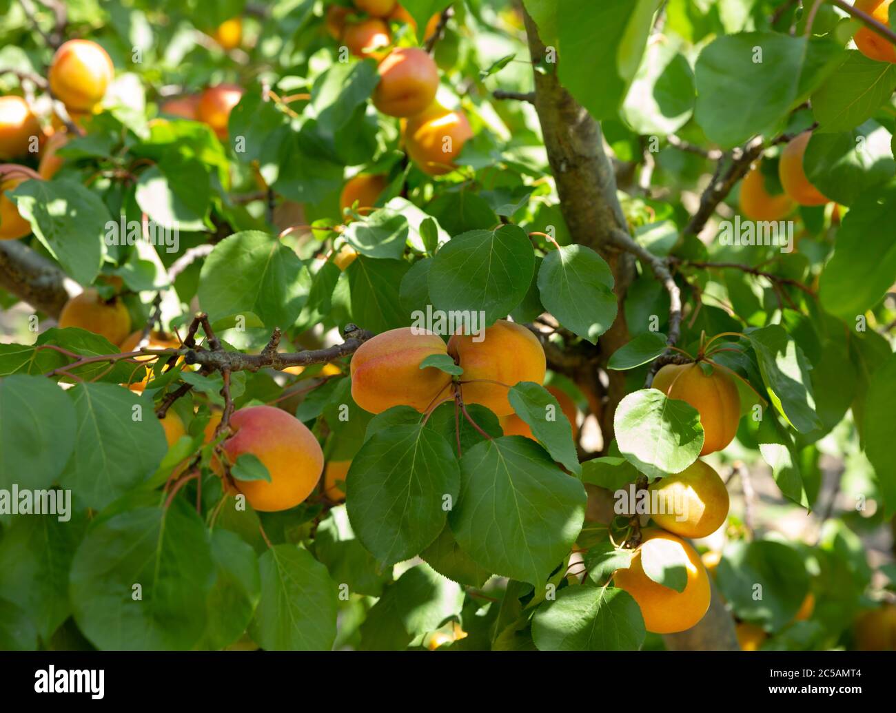 Ripe apricots on trees at fruit plantation Stock Photo - Alamy