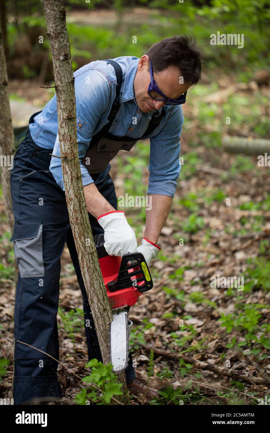 man saws wood with chain saw in woodland in background of fallen leaves ...