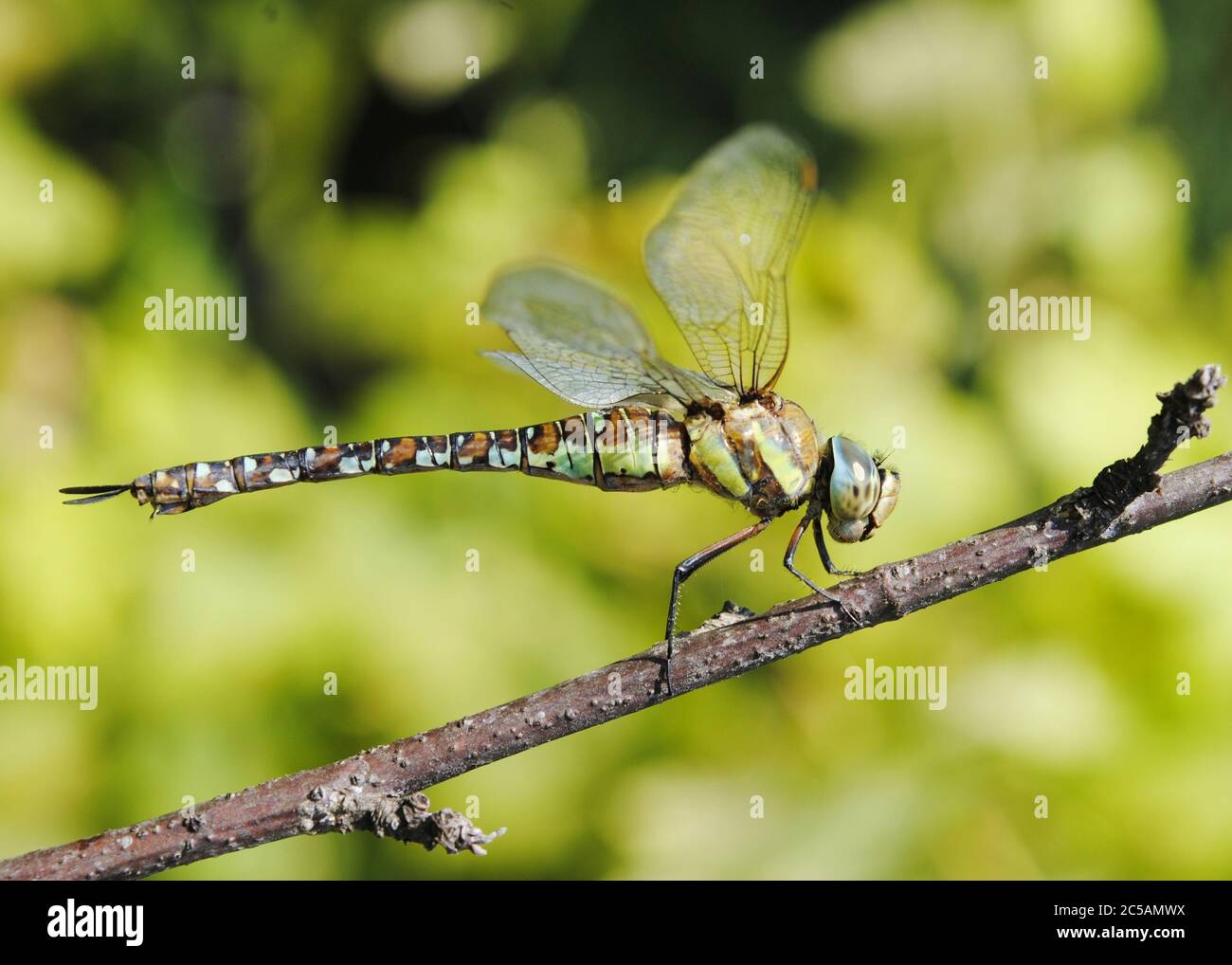 The southern hawker or blue hawker (Aeshna cyanea) on the hunt Stock ...