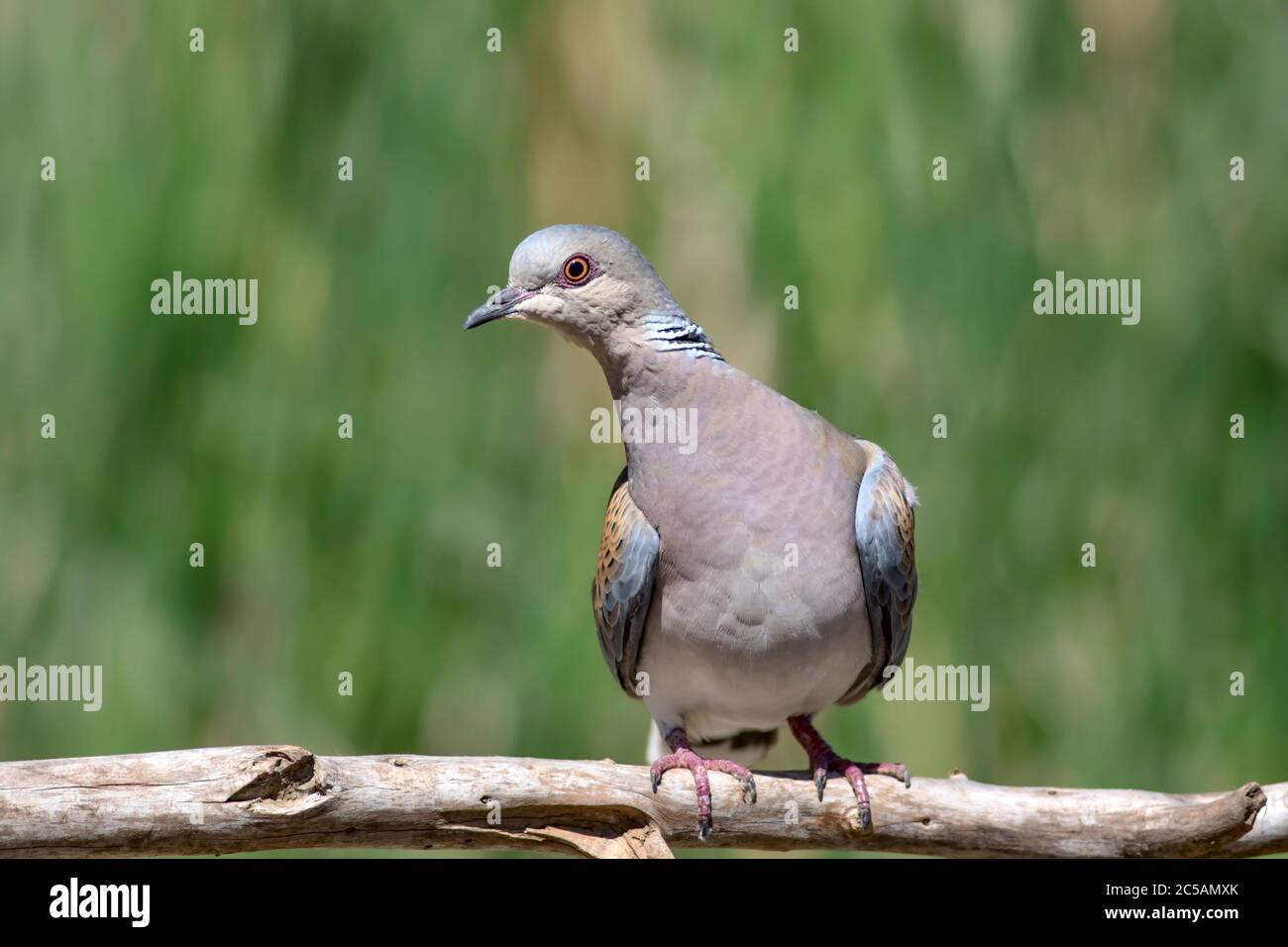 Colorful Dove. Nature background. Bird: European Turtle Dove ...