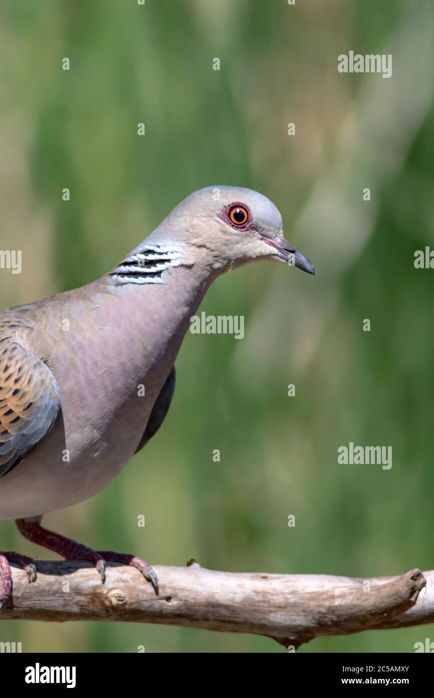 Colorful Dove. Nature background. Bird: European Turtle Dove ...