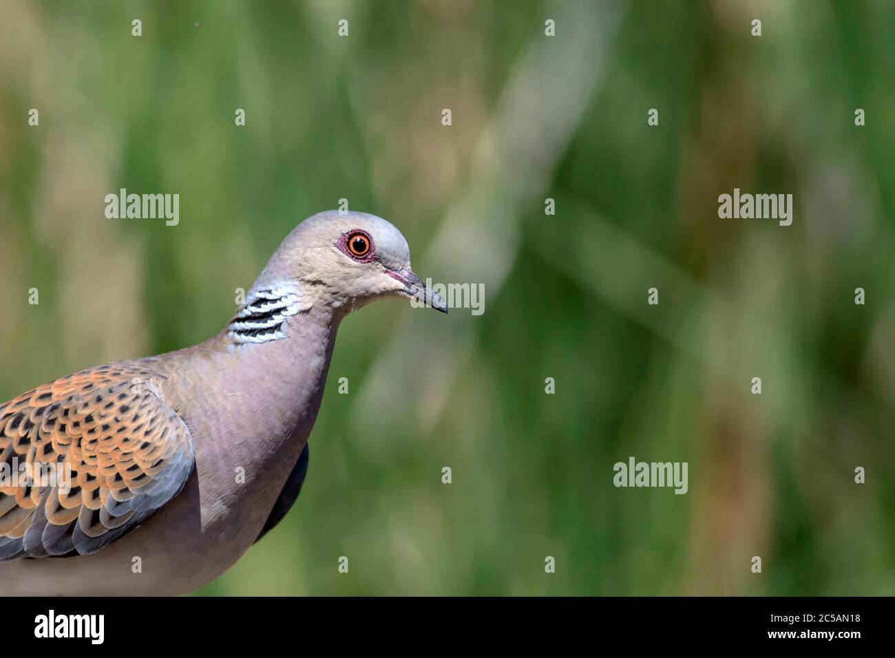 Colorful Dove. Nature background. Bird: European Turtle Dove ...