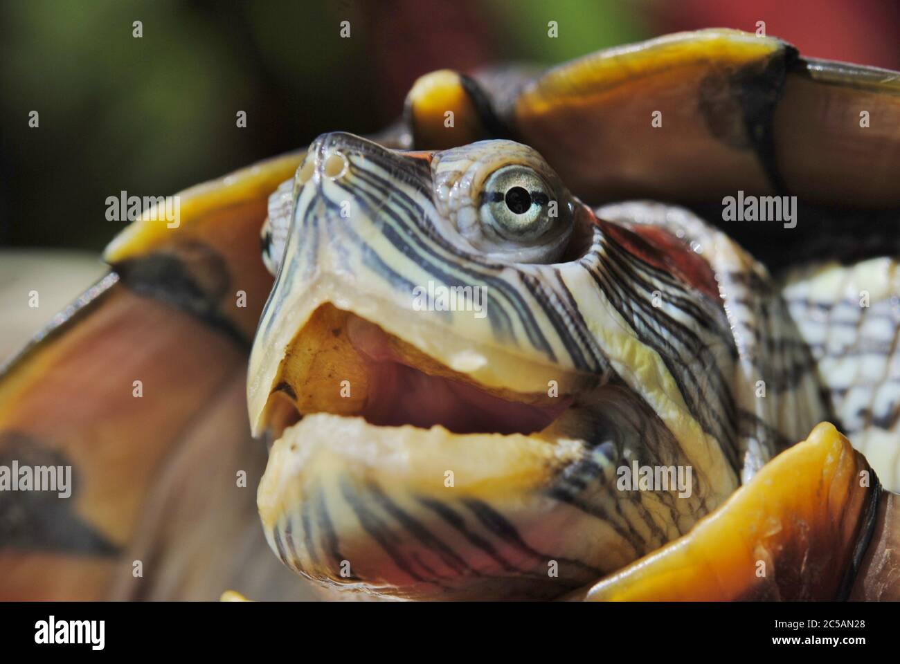 Portrait of the Red-Eared Slider Stock Photo - Alamy
