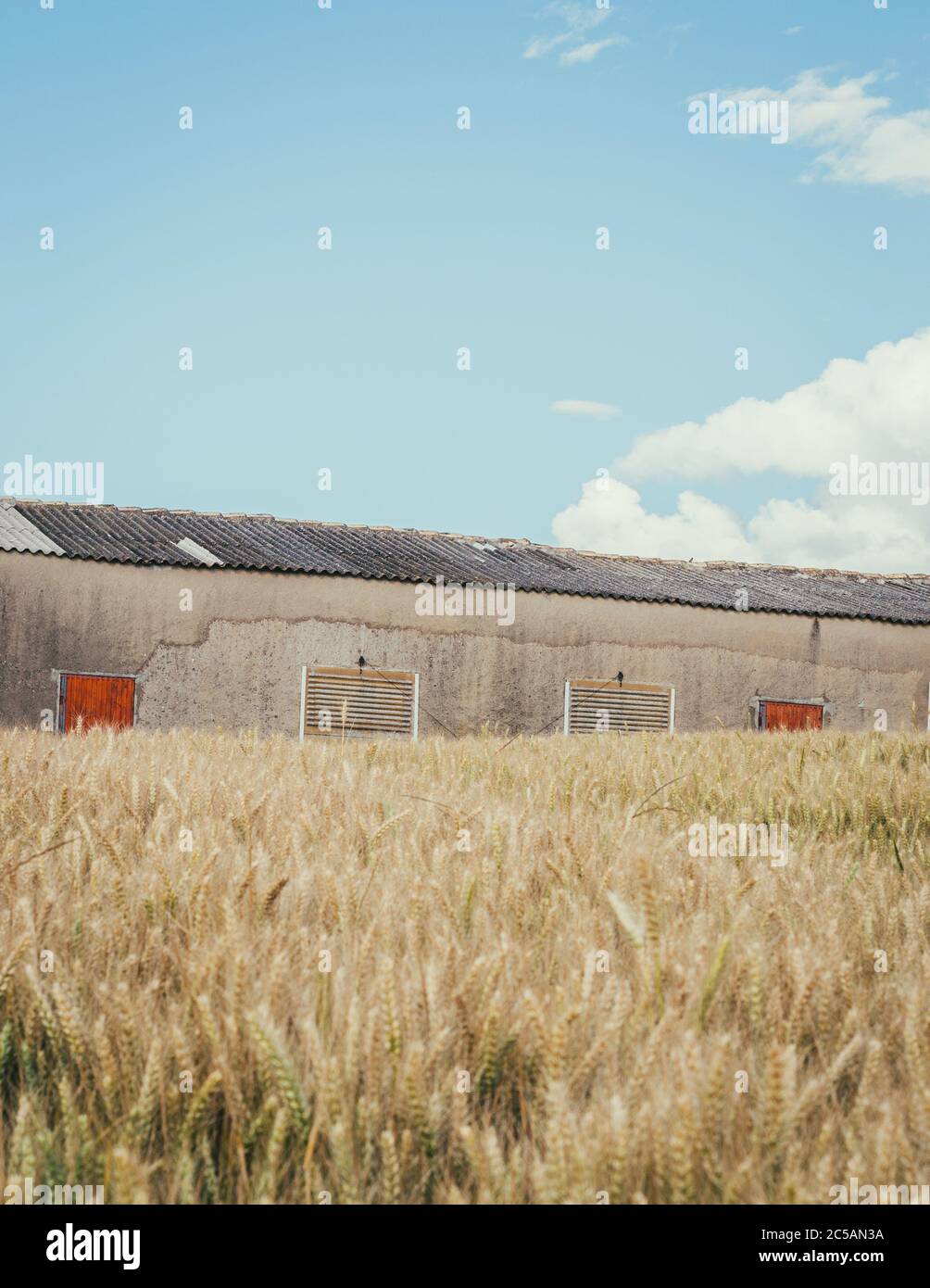 Vertical shot of a golden field with a big barn in the back under the ...