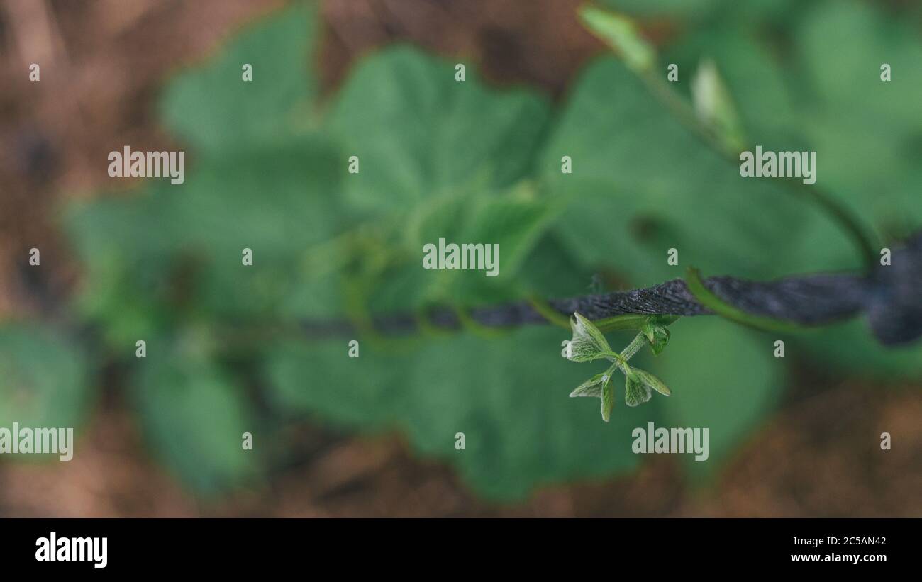 Selective focus shot of tendril plants going around a thin rope ...