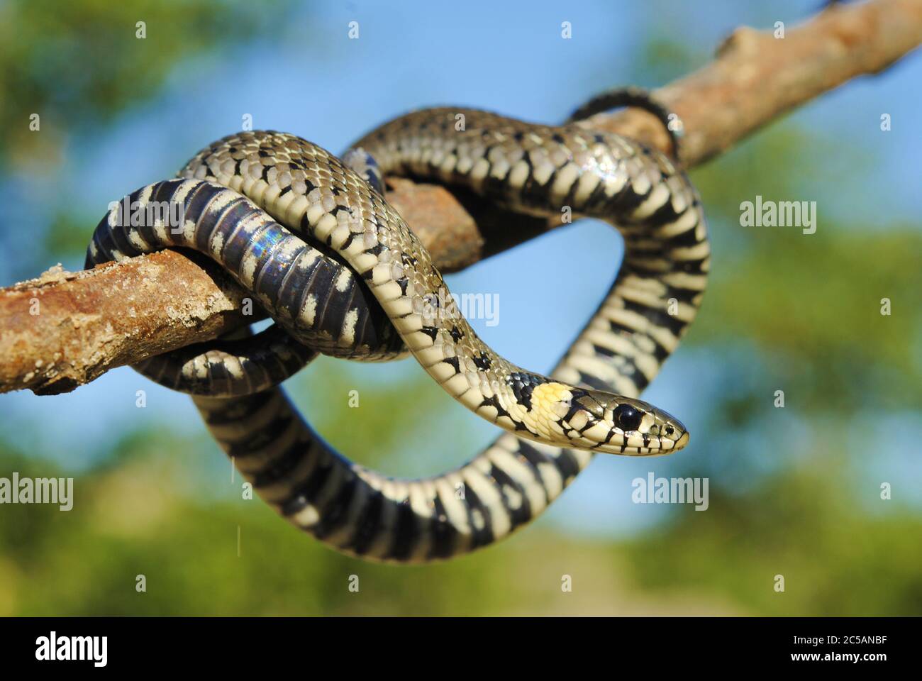 The grass snake (Natrix natrix Stock Photo - Alamy