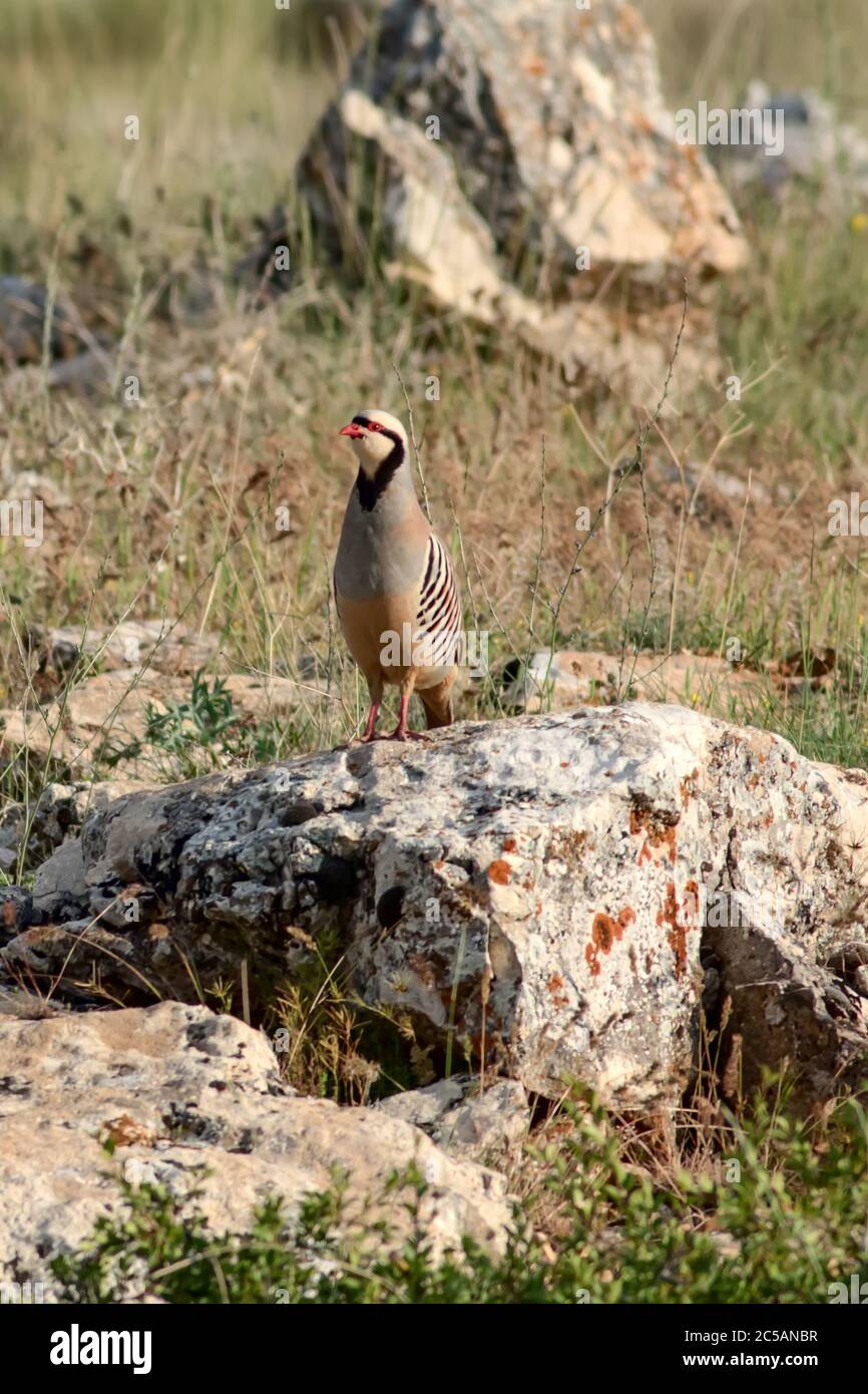 Nature and Partridge. Common bird: Chukar Partridge. Alectoris chukar ...