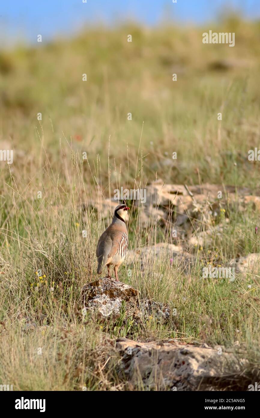 Nature and Partridge. Common bird: Chukar Partridge. Alectoris chukar ...