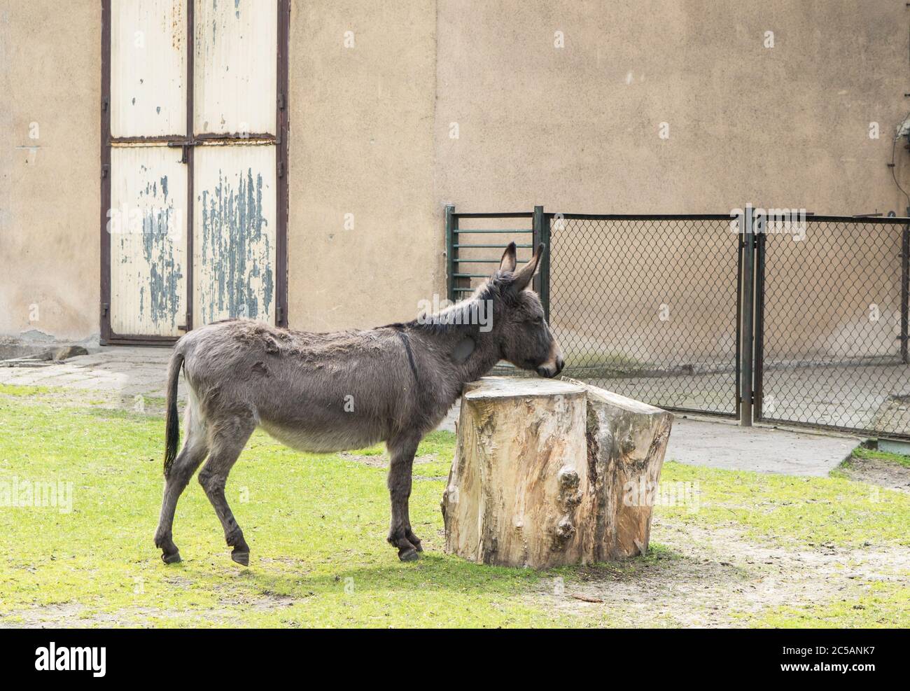 Animal animals donkey grey hi-res stock photography and images - Alamy
