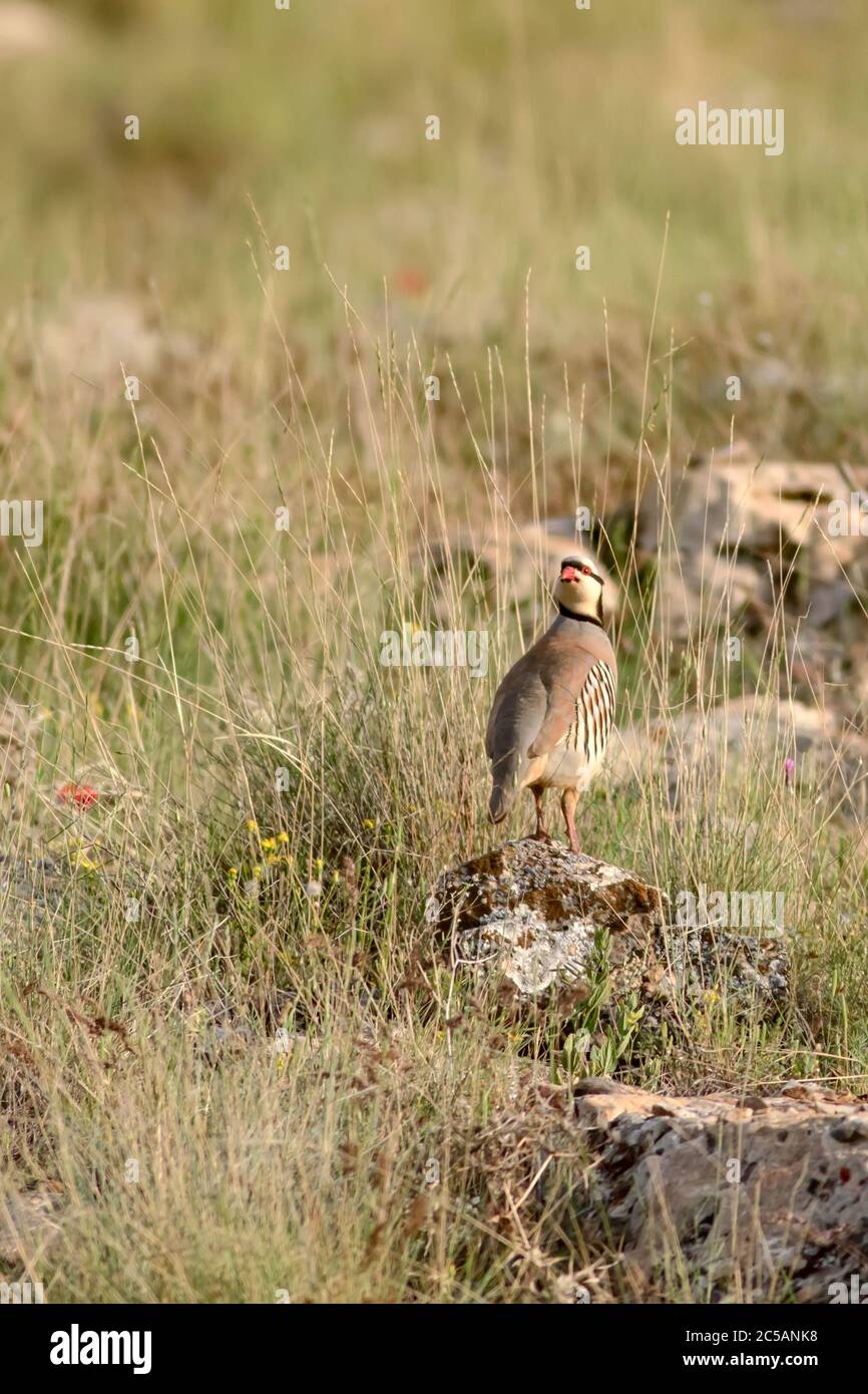 Nature and Partridge. Common bird: Chukar Partridge. Alectoris chukar ...