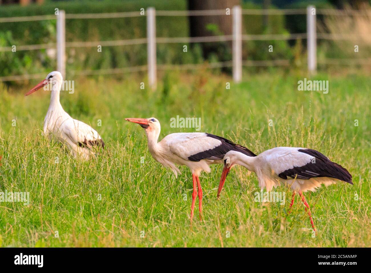 Previously Separated High Resolution Stock Photography and Images - Alamy