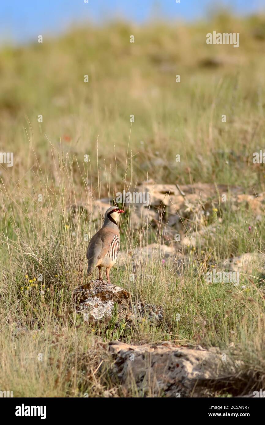 Nature and Partridge. Common bird: Chukar Partridge. Alectoris chukar ...