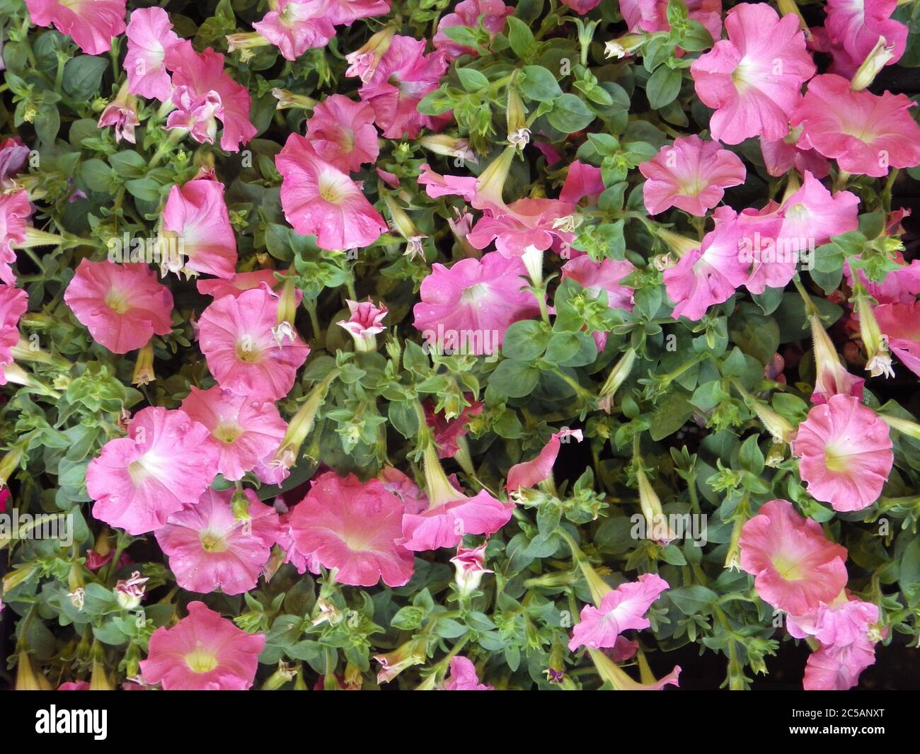 Closeup shot of a pink Rose Verbena flowers Stock Photo - Alamy