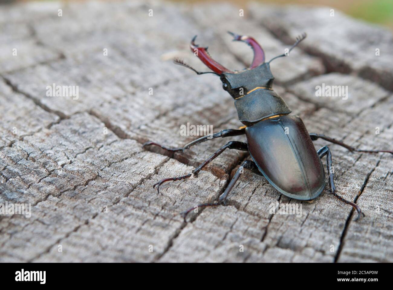 Male Lucanus cervus Stock Photo - Alamy