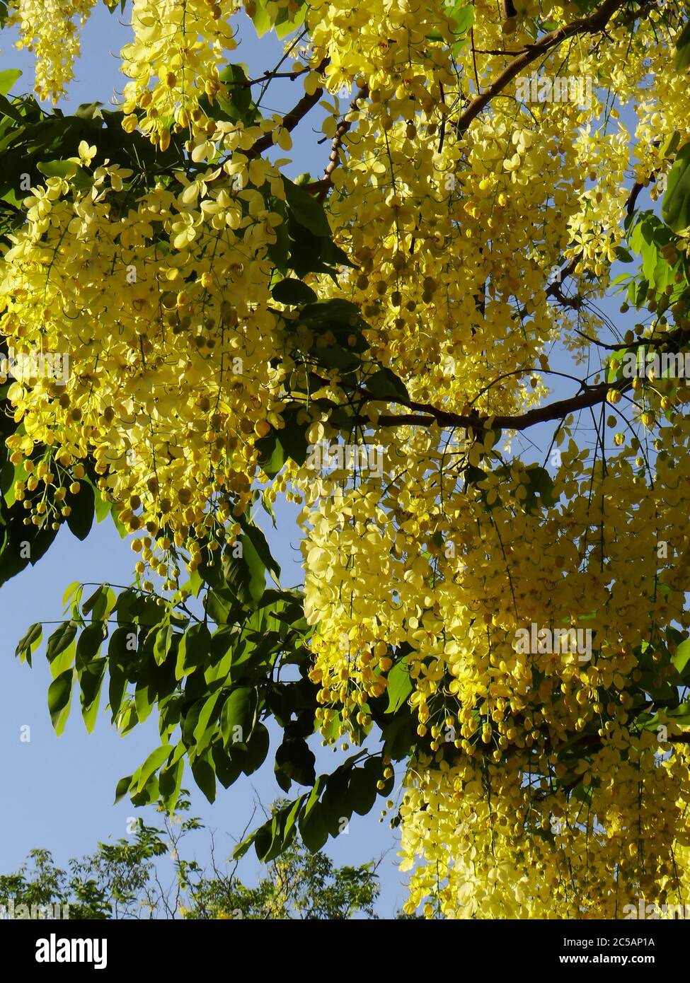 Vertical shot of a Golden Shower Senna tree on sky background - Indian Laburnum - Pudding Pipe ...