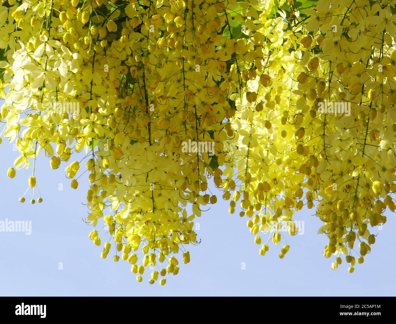 Horizontal shot of Golden Shower Senna tree on sky background - Indian Laburnum - Pudding Pipe ...