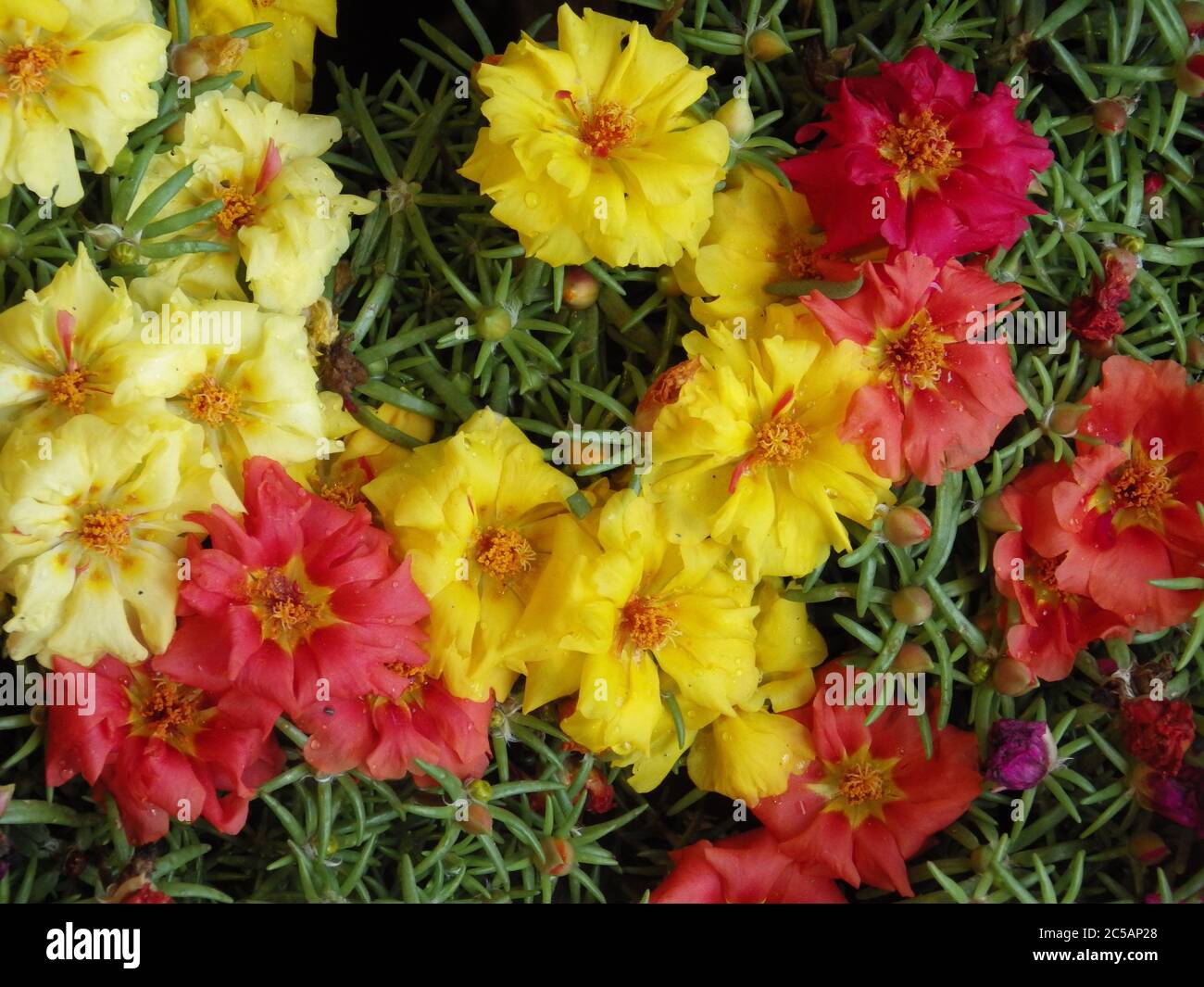 Closeup shot of beautiful red and yellow Portulaca flowers on a ...