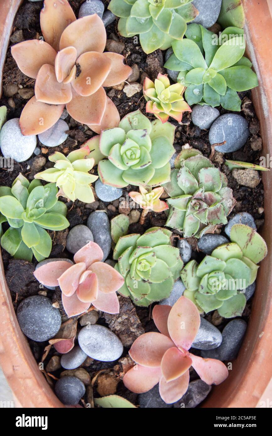 composition of succulet plants in a ceramic pot Stock Photo - Alamy